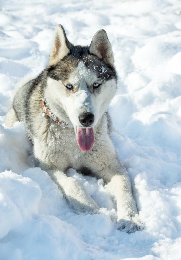 Dog breed Husky stock photo. Image of outdoor, snout - 66518308