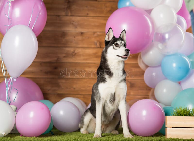 Dog breed Husky stock photo. Image of studio, funny - 138445248