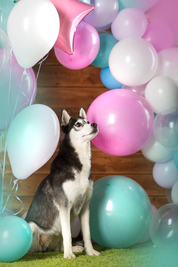 Dog breed Husky stock image. Image of balls, husky, animal - 138445571