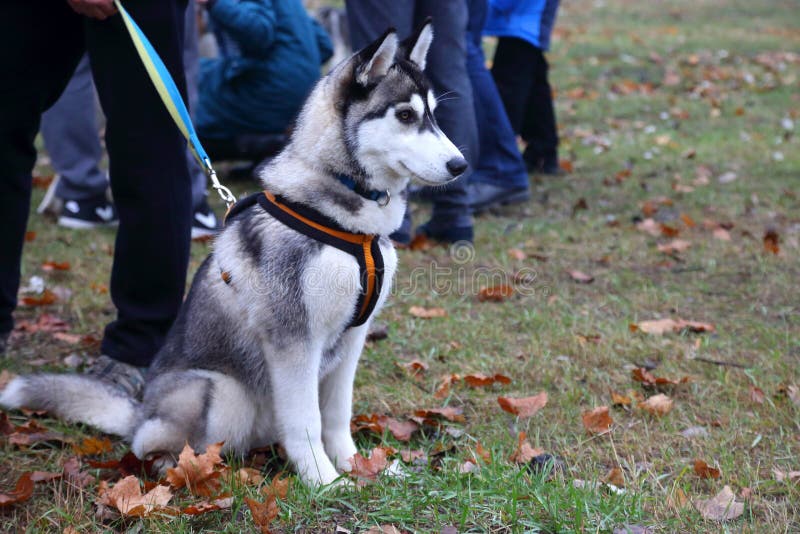 Dog breed husky for a walk stock photo. Image of pedigreed - 105192436