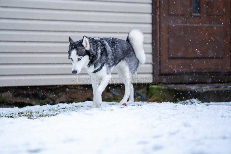 A Dog Breed Husky Walking Near the House Stock Image - Image of nature ...