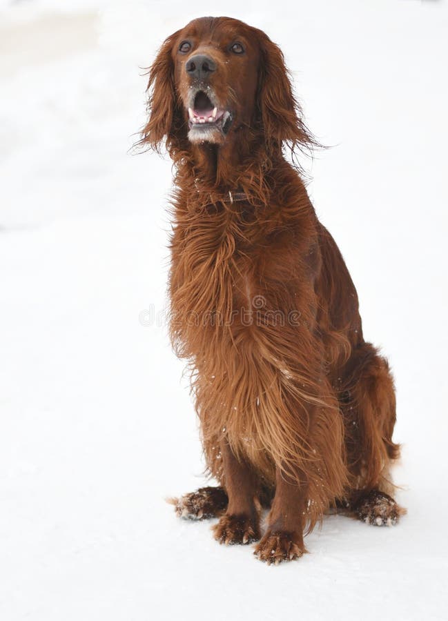 Dog breed Irish Red setter stock image. Image of animal - 85952563