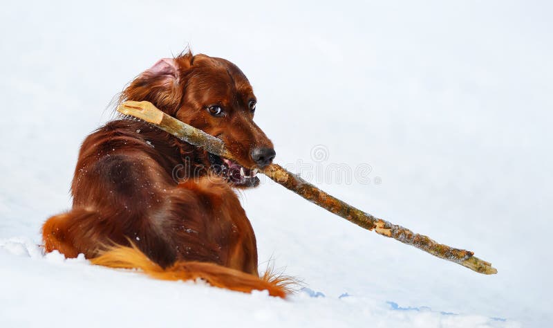 Dog Breed Irish Red Setter with Stick Stock Photo - Image of pedigree ...