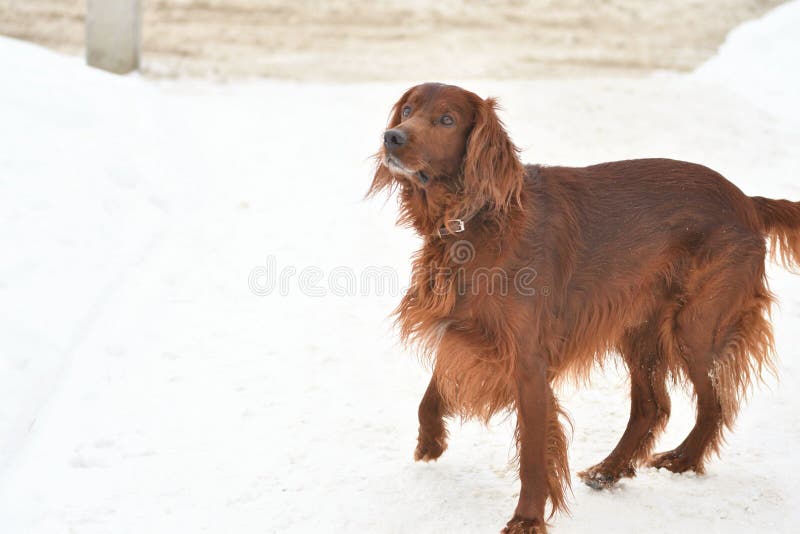 Dog breed Irish Red setter stock image. Image of shooting - 84265945