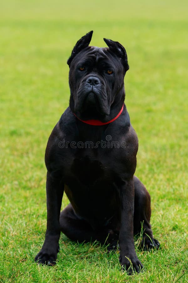 Dog Breed Italiano Cane Corso Stock Image - Image of black, brave: 97577787