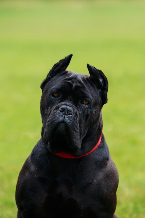 Dog Breed Italiano Cane Corso Stock Photo - Image of sitting, outdoors ...