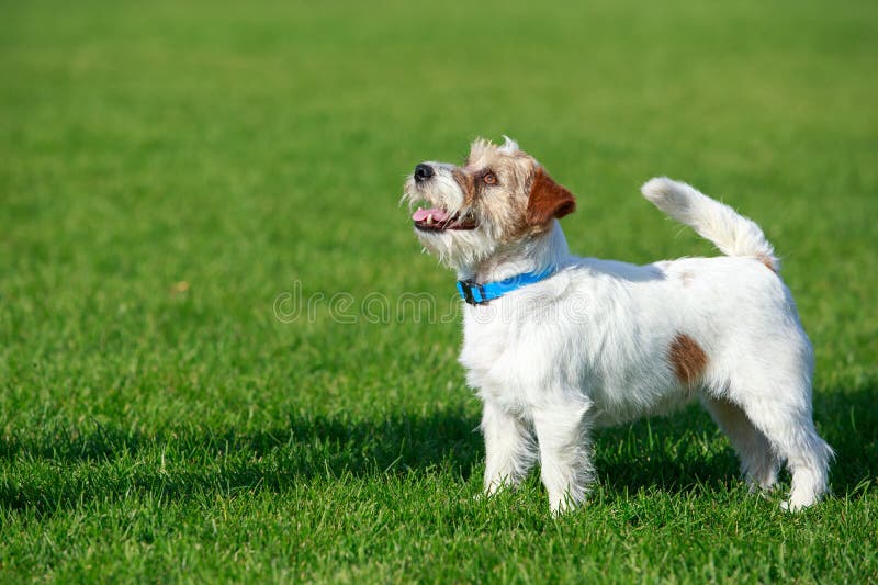 Dog Breed Jack Russell Terrier Stock Image - Image of small, nose ...