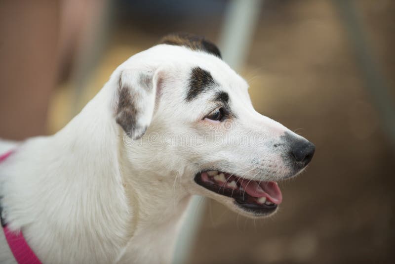 Dog Breed Jack Russell Terrier Stock Photo - Image of jack, terrier ...