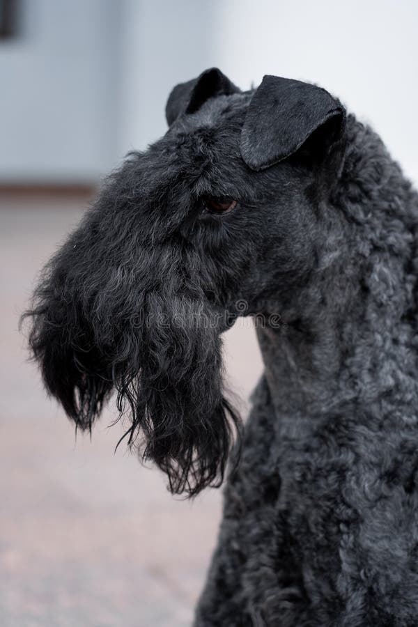 Dog Breed Kerry Blue Terrier Stock Photo - Image of next, kerry: 229680994