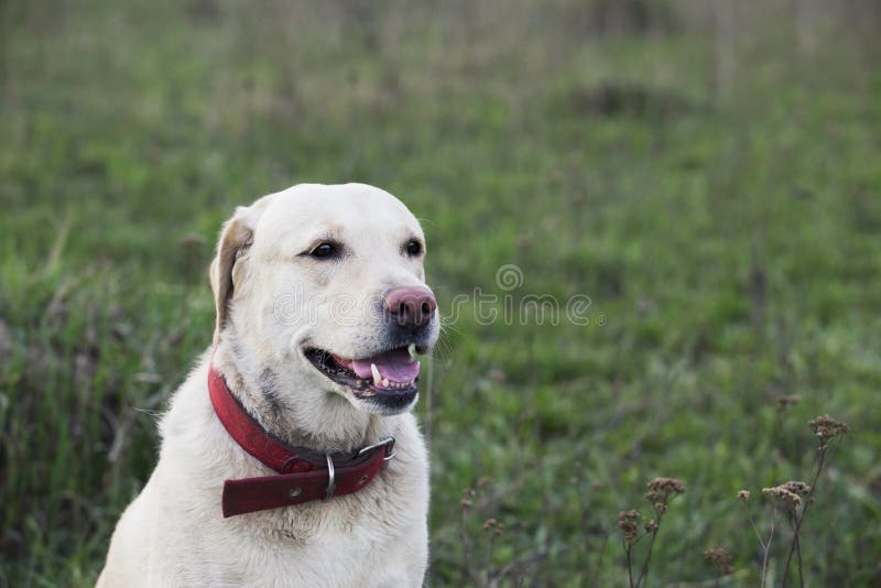 Dog breed Labrador stock photo. Image of green, head - 71166162