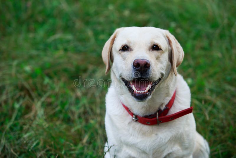 Dog breed Labrador stock image. Image of nature, adult - 82535417