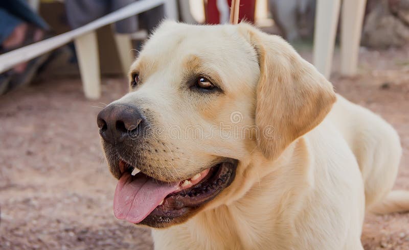 Dog of Breed Labrador Retriever with an Expressive Look Stock Image ...