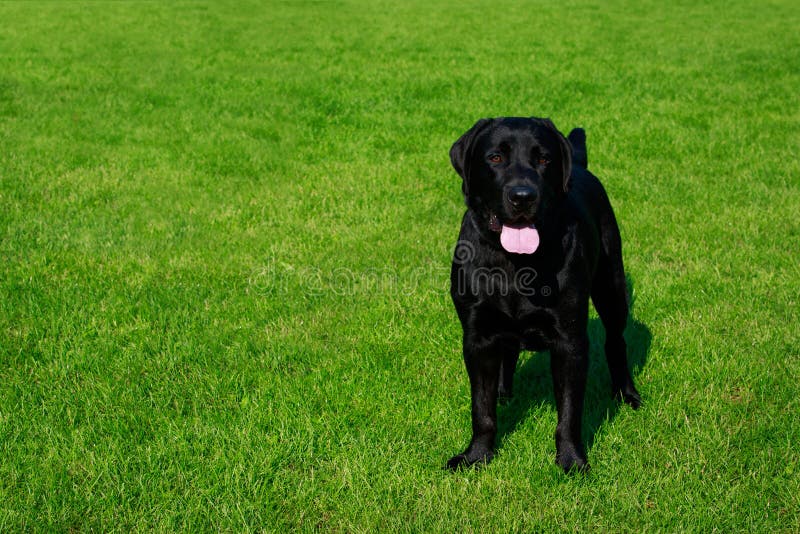 Dog breed Labrador stock photo. Image of pedigree, close - 129157642
