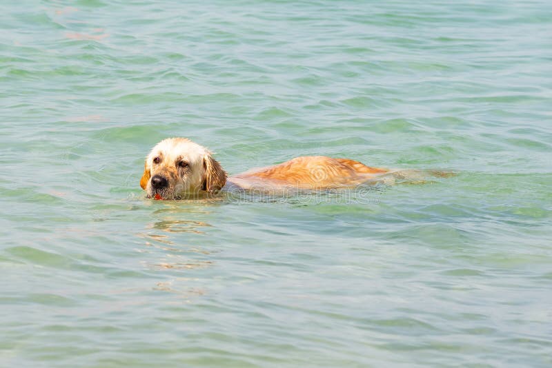 Dog Breed Labrador Swims in the Sea Stock Photo - Image of island ...