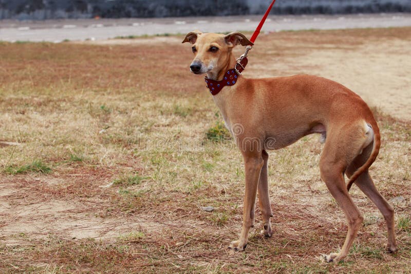 The dog breed Levretka stock photo. Image of summer, obedient - 96439696