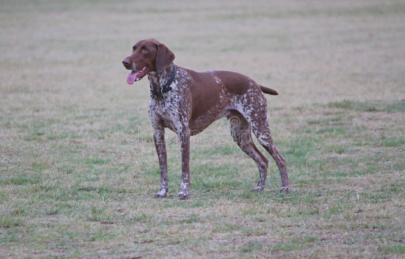 Dog, Dog Breed, Dog Like Mammal, Old Danish Pointer Picture. Image ...