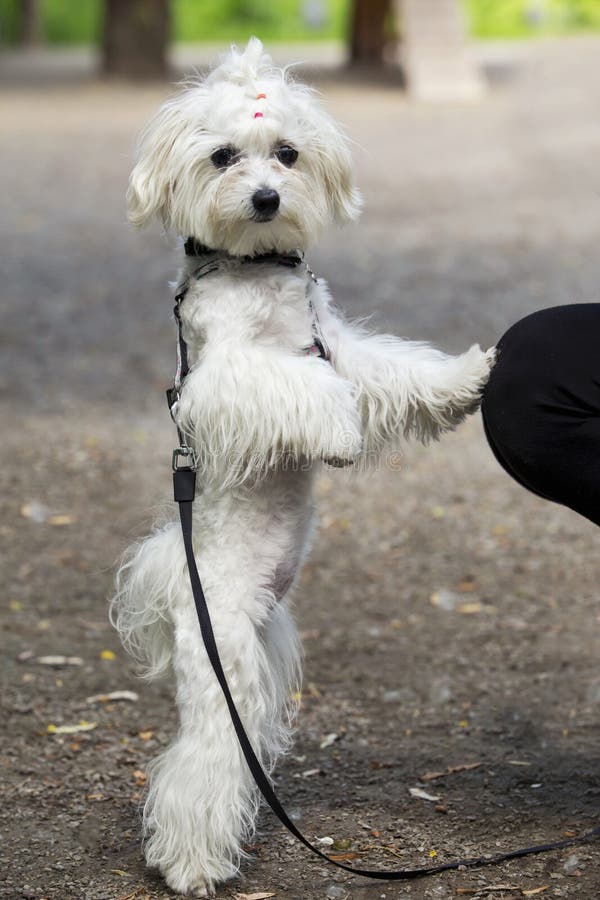 Dog breed maltese bichon stock photo. Image of color - 73445444