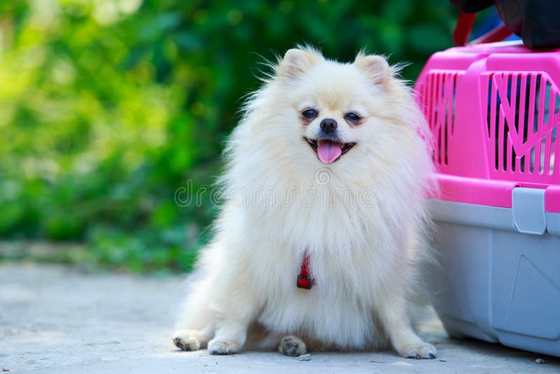 The Dog Breed Miniature Spitz Stock Photo - Image of mammal, hair ...