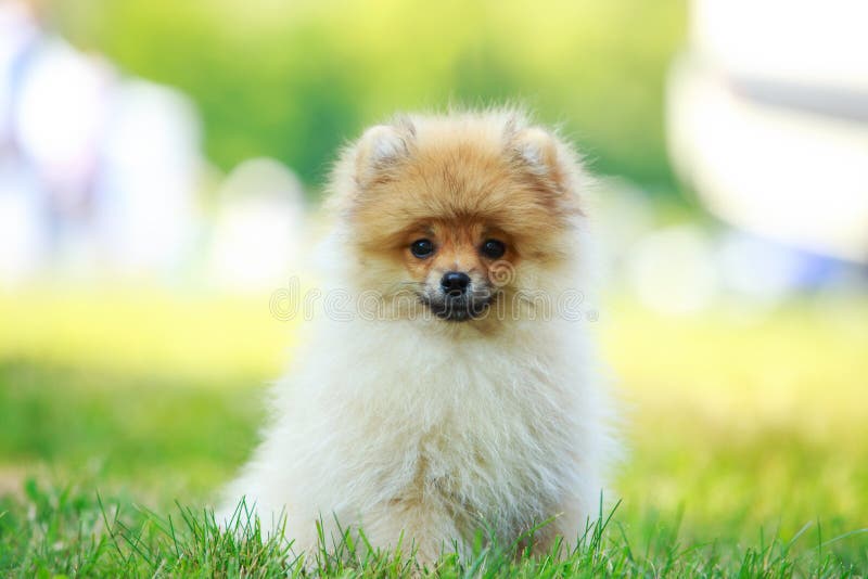 The Dog Breed Miniature Spitz Stock Photo - Image of ginger, friendship ...
