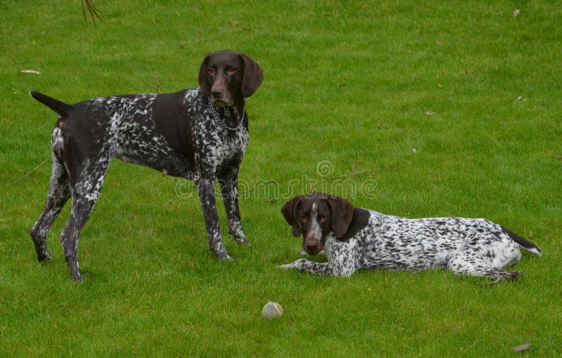 Dog Breed, Dog, Old Danish Pointer, Dog Like Mammal Picture. Image ...