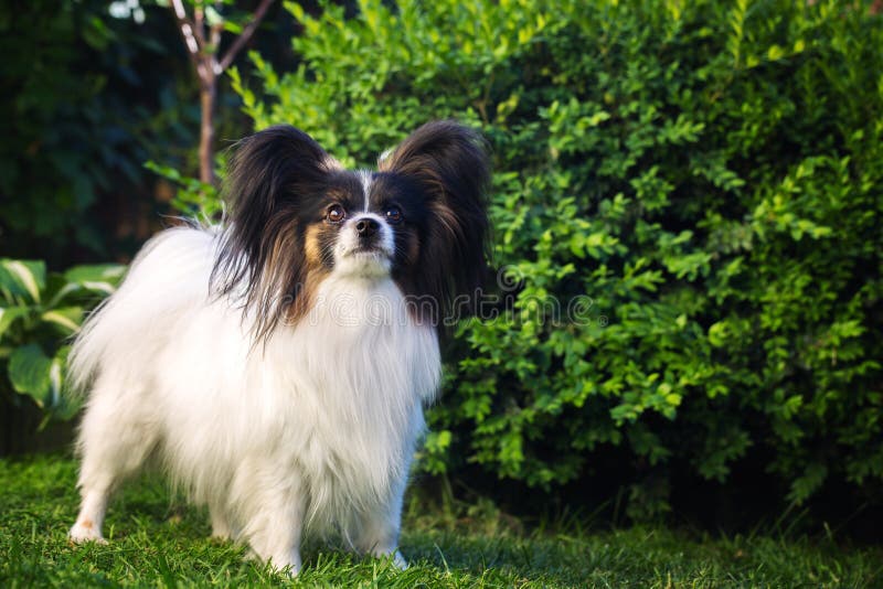 Dog of the Breed Papillon in the Garden Stock Photo - Image of beauty ...