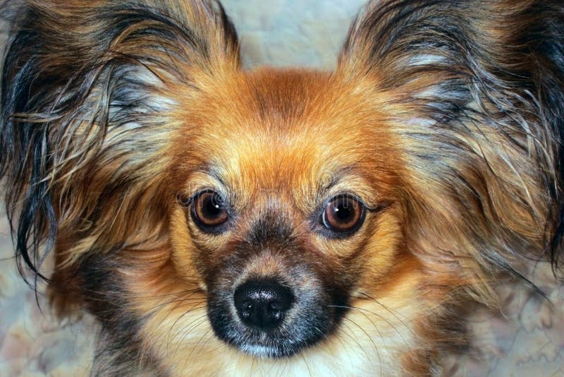 273 Papillon Looks Stock Photos - Free & Royalty-Free Stock Photos from ...