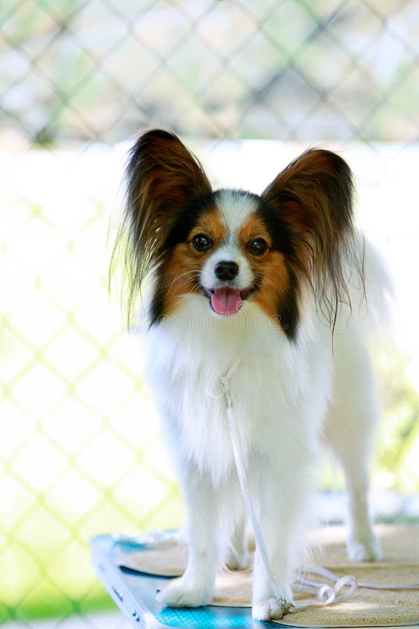 Dog breed papilon close up stock image. Image of purebred - 164103791