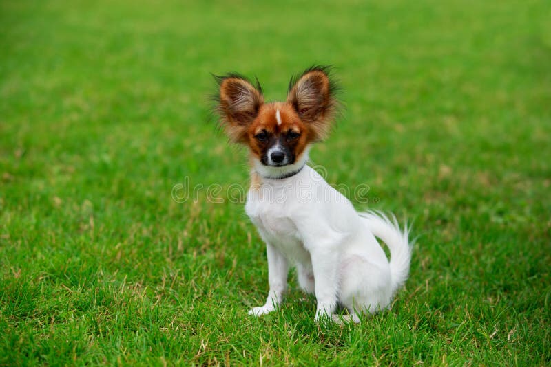 Dog breed papilon stock image. Image of nature, mammal - 156335763