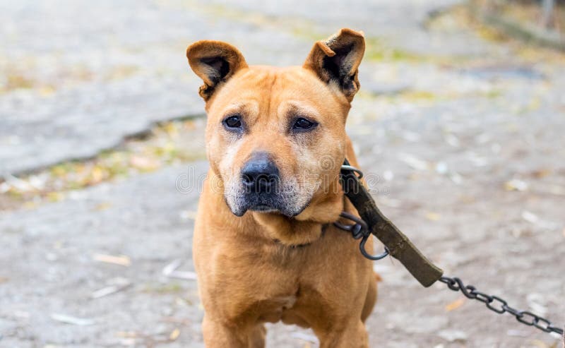 A Sad Pit Bull Dog on a Chain Lies in the Farm Yard Stock Image - Image ...