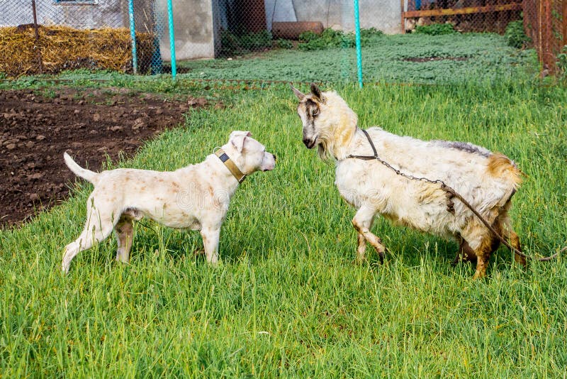 What Dogs Protect Goats