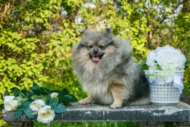 Dog Breed Pomeranian in the Garden Stock Photo - Image of domestic ...