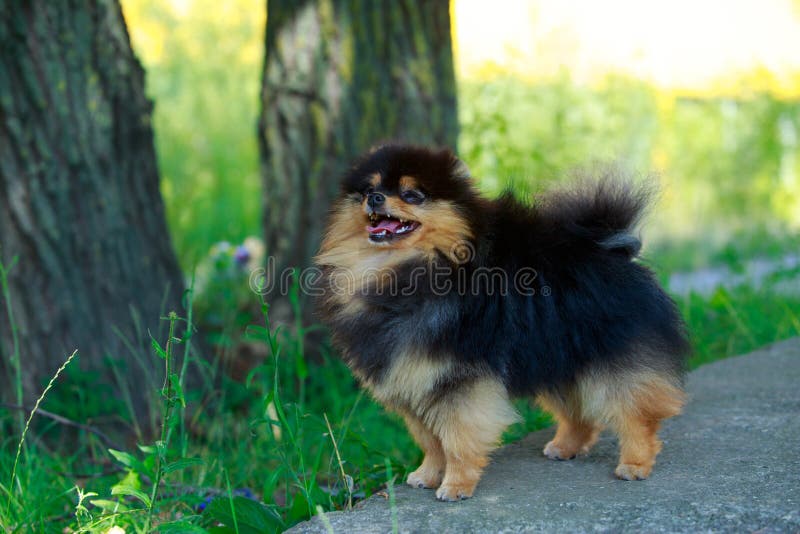 The Dog Breed Pomeranian Spitz Stock Image - Image of purebred, smile ...