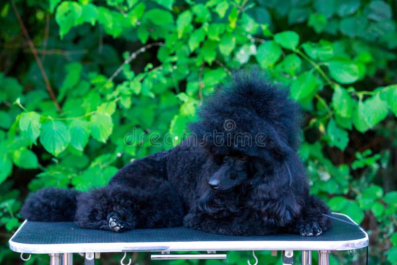 Dog breed poodle stock image. Image of companion, pedigree - 167031481