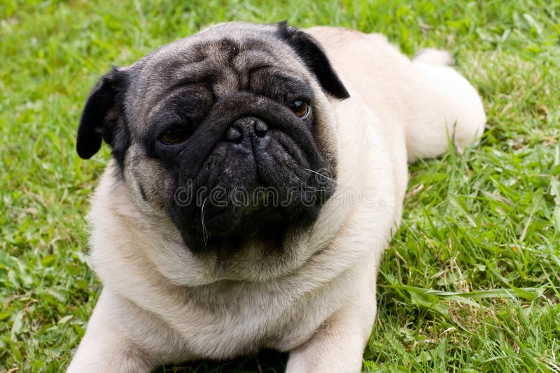 Pug stock image. Image of ugly, pugly, eyes, expression - 267437