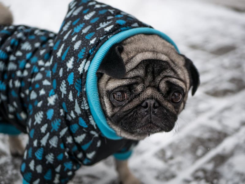 Dog Breed Pug in Jacket. Lovely Dog Stock Photo - Image of animal ...