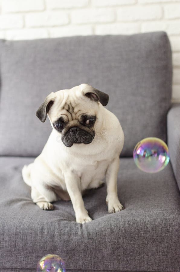 Dog Breed Pug is Sitting on the Sofa and Looking at Bubbles Stock Image ...