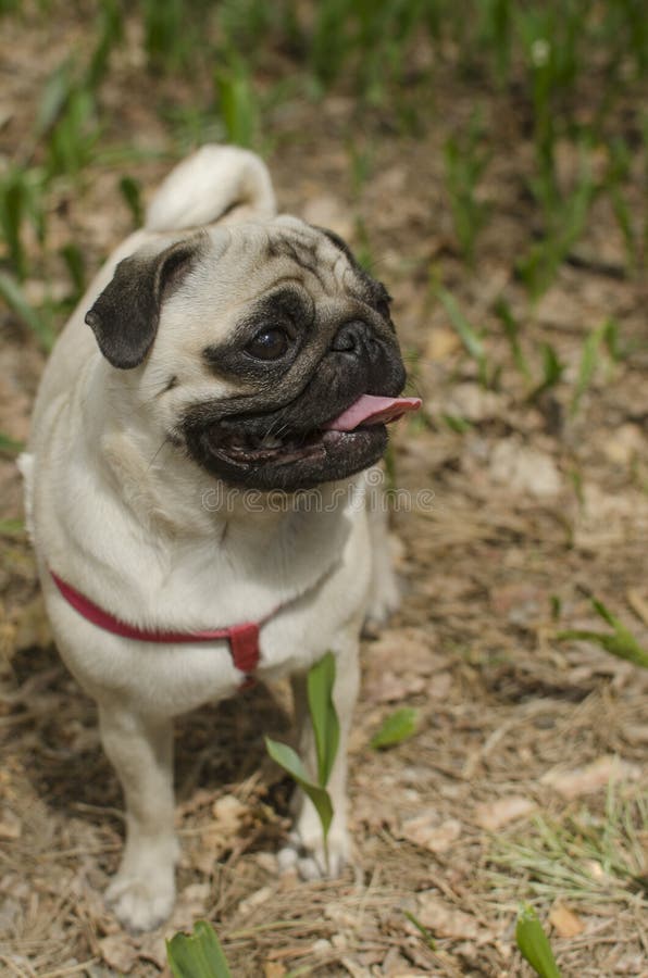 Dog Breed Pug is Standing on the Ground Stock Photo - Image of green ...