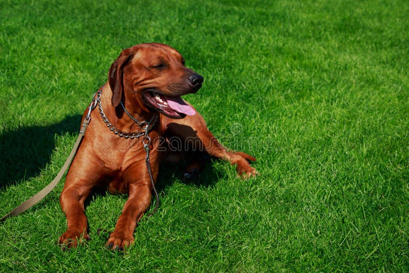 Dog Breed Rhodesian Ridgeback Stock Photo - Image of lawn, short: 128602506
