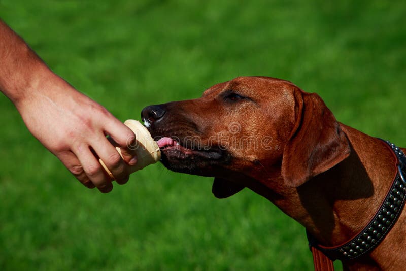 Dog Breed Rhodesian Ridgeback Stock Image - Image of adorable, hair ...