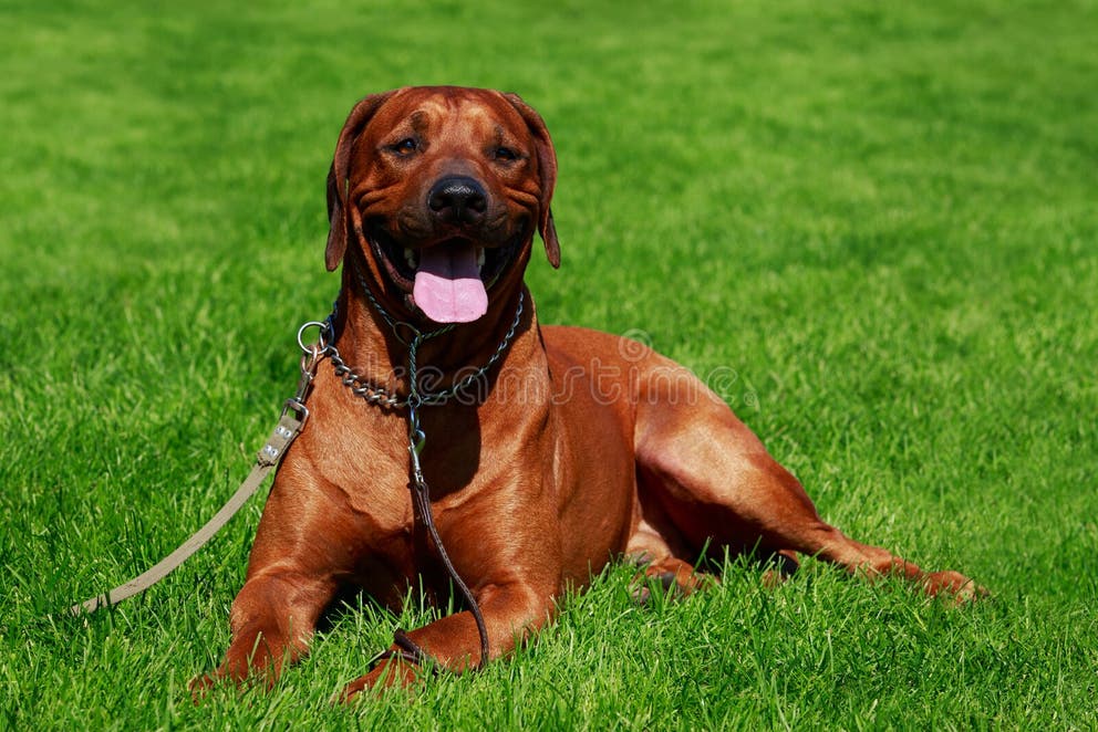 Dog Breed Rhodesian Ridgeback Stock Image - Image of ginger, adorable ...