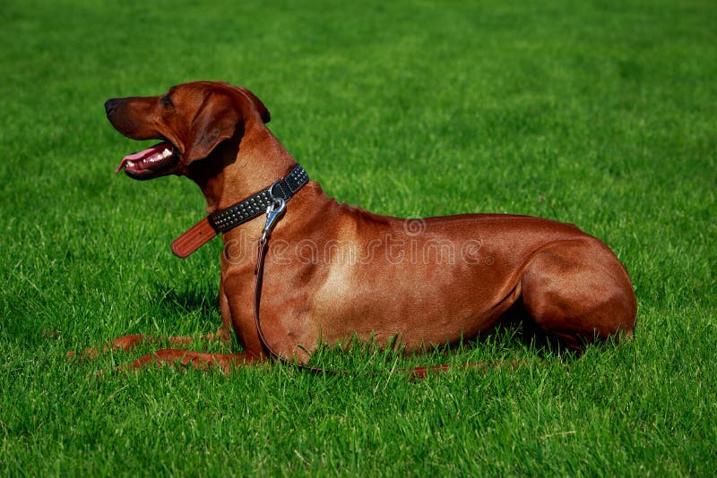 Dog Breed Rhodesian Ridgeback Stock Photo - Image of playing, outdoors ...