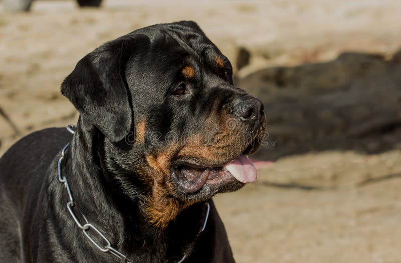 Dog Breed Rottweiler with a Surprised Look Stock Image - Image of eyes ...