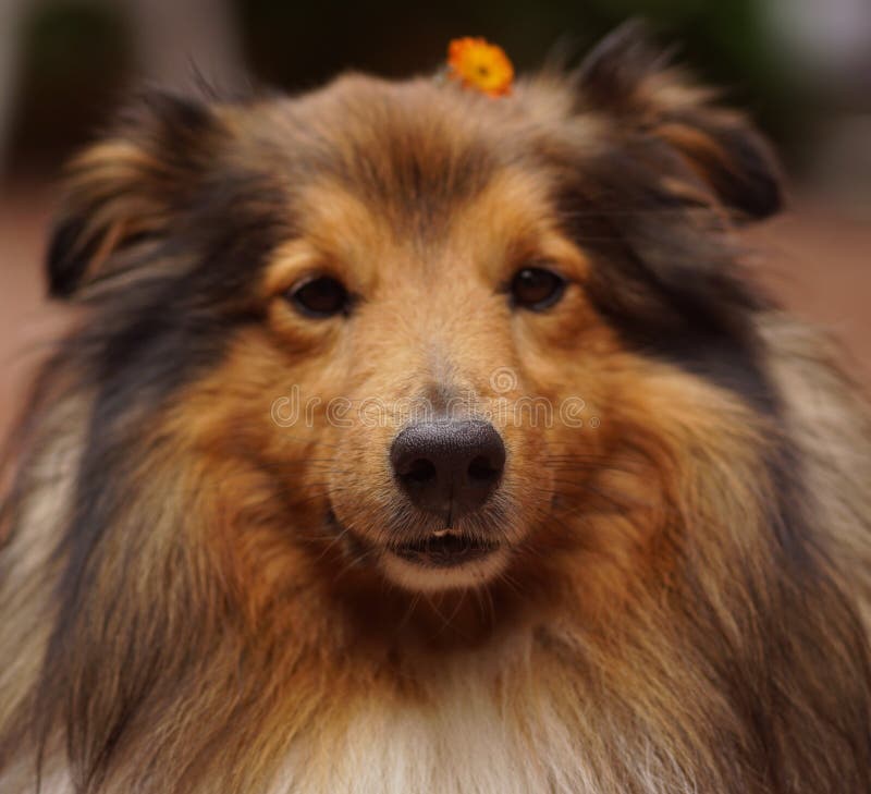 Dog, Dog Breed, Rough Collie, Scotch Collie Picture. Image: 112120713