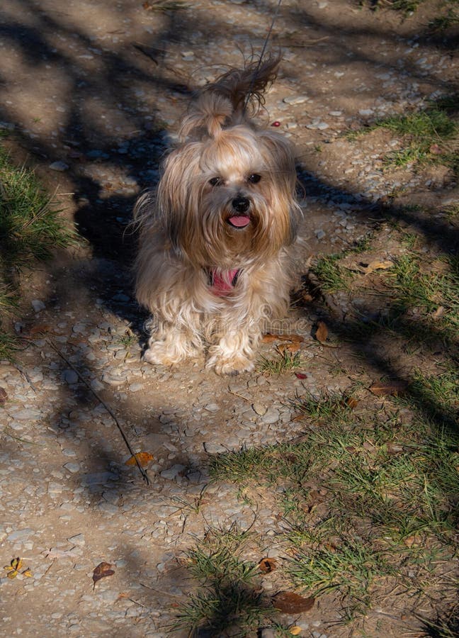 The Dog of Breed is a Russian Colored Lapdog Stock Photo - Image of ...