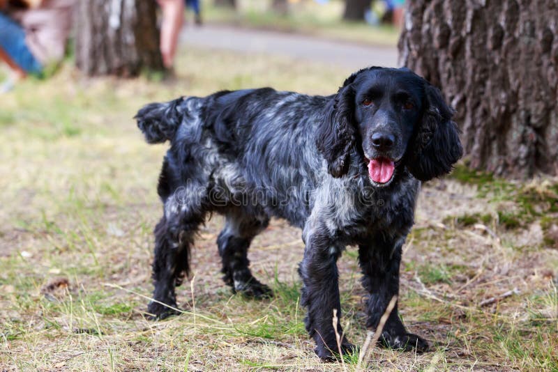 Dog Breed Russian Hunting Spaniel Stock Photo - Image of doggy, puppy ...