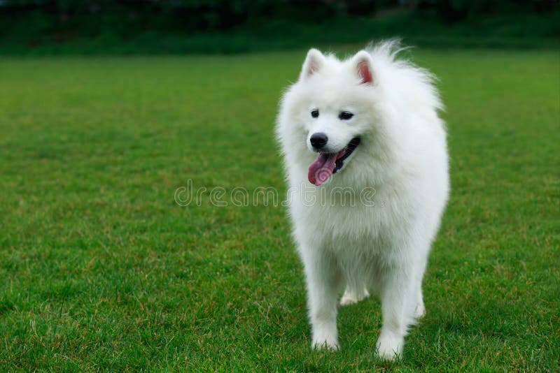 Dog breed Samoyed stock image. Image of outdoor, closeup - 98058117