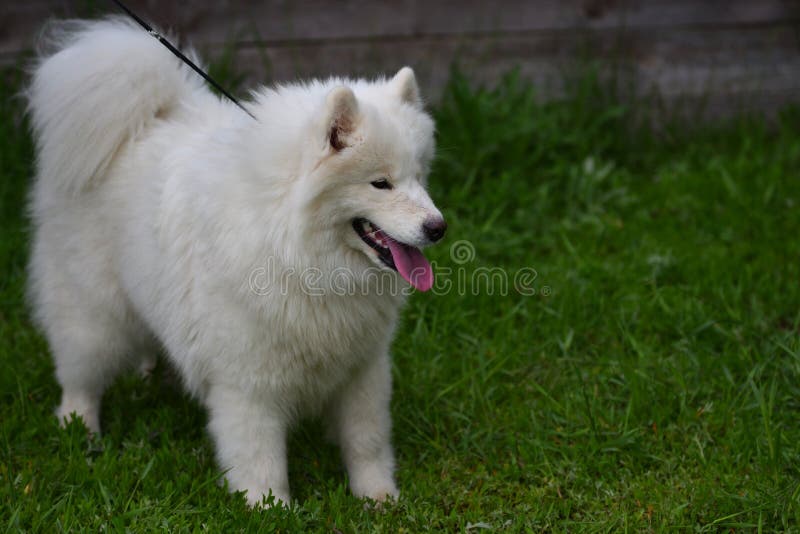Dog breed samoyed stock photo. Image of purebred, adorable - 105425746