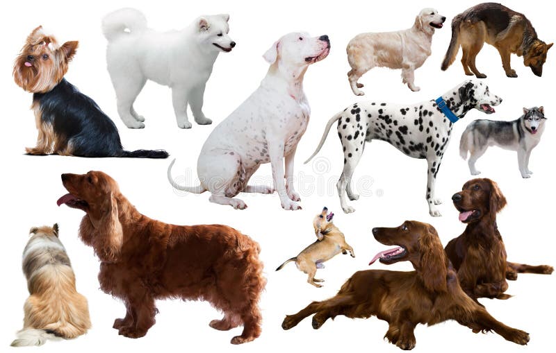 Dog breed set stock photo. Image of decorative, group - 267952660