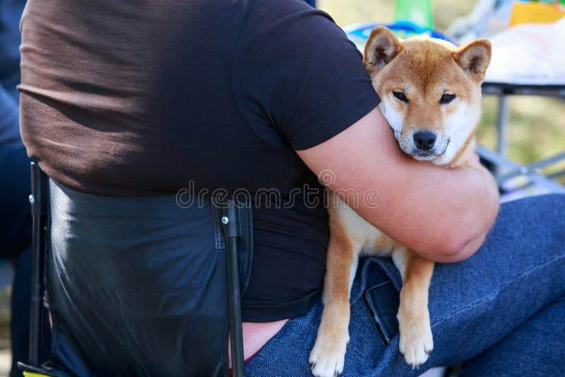 Shiba Inu Clean Stock Photos - Free & Royalty-Free Stock Photos from ...
