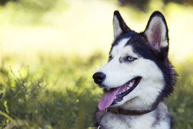 Dog breed Siberian Husky stock image. Image of siberian - 74243809